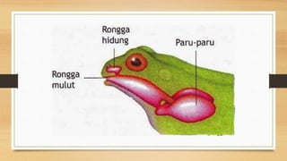Amfibi dan Reptil | PPT
