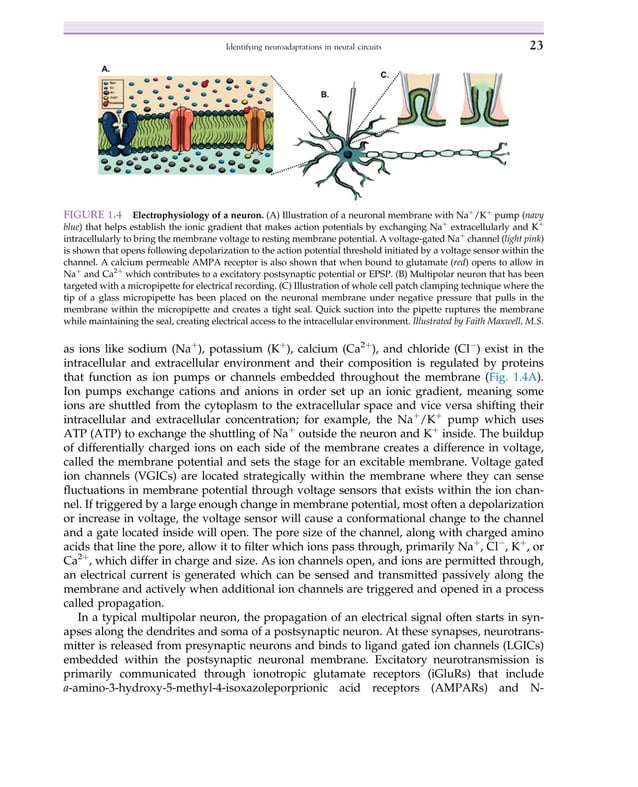 Neurocircuitry Of Addiction 1st Edition Nicholas W Gilpin Editor | PDF
