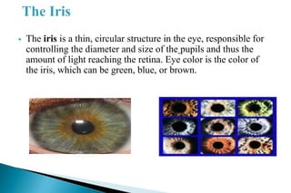 IRIS &RETINAL SCANNING PPT | PPT