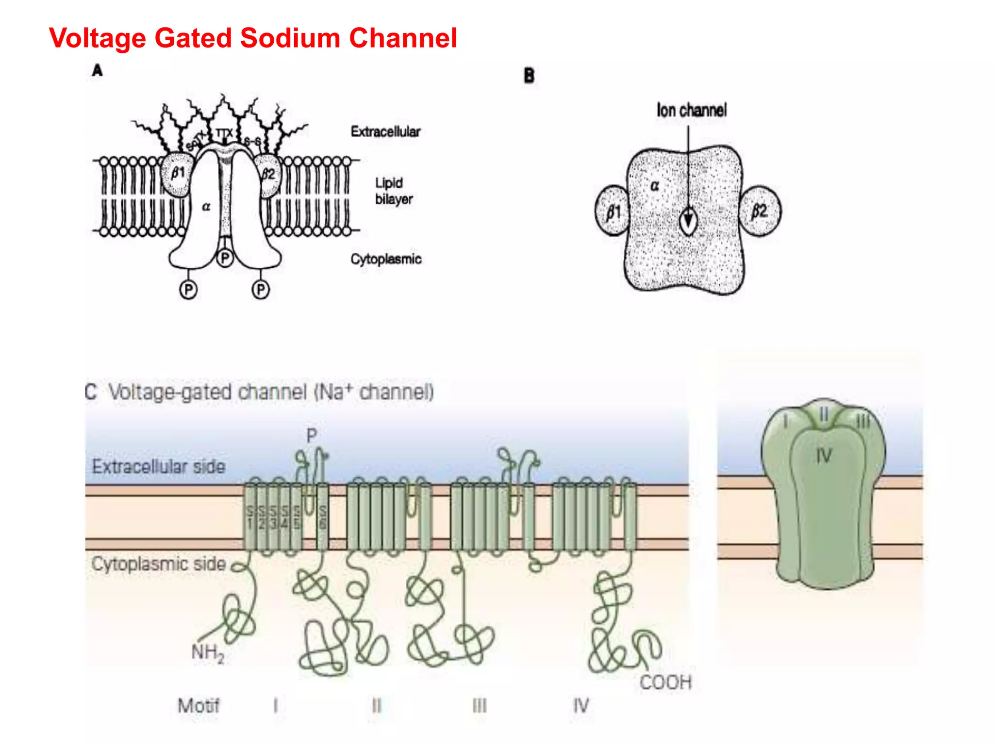 General Structure of Ion Channels | PPTX