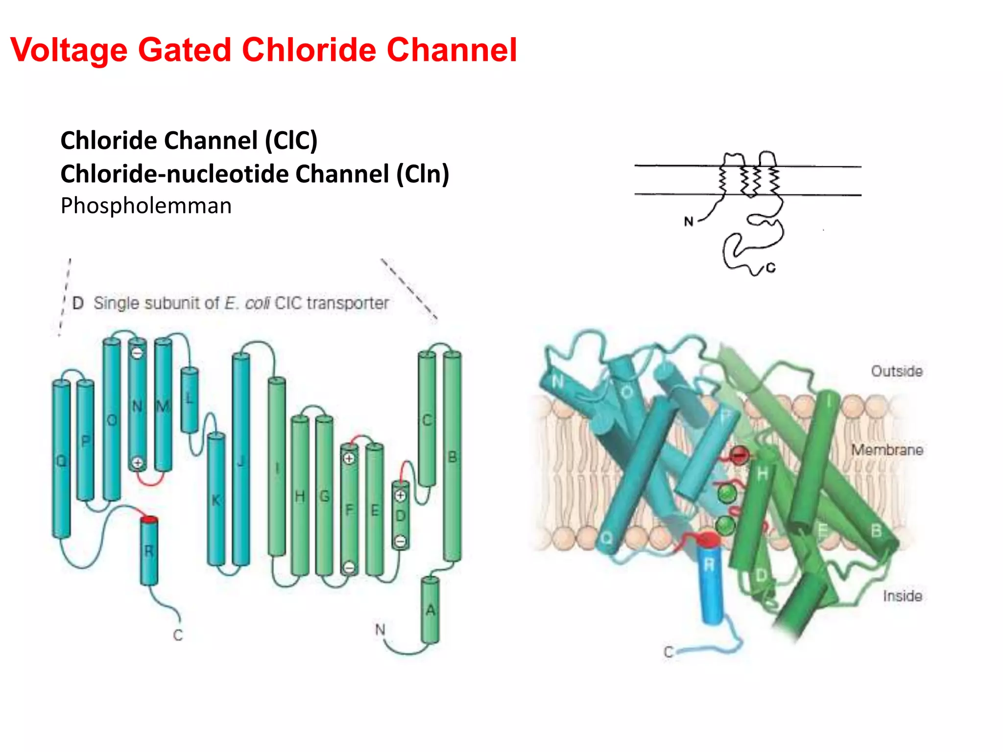 General Structure of Ion Channels | PPTX