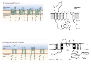 General Structure of Ion Channels | PPTX