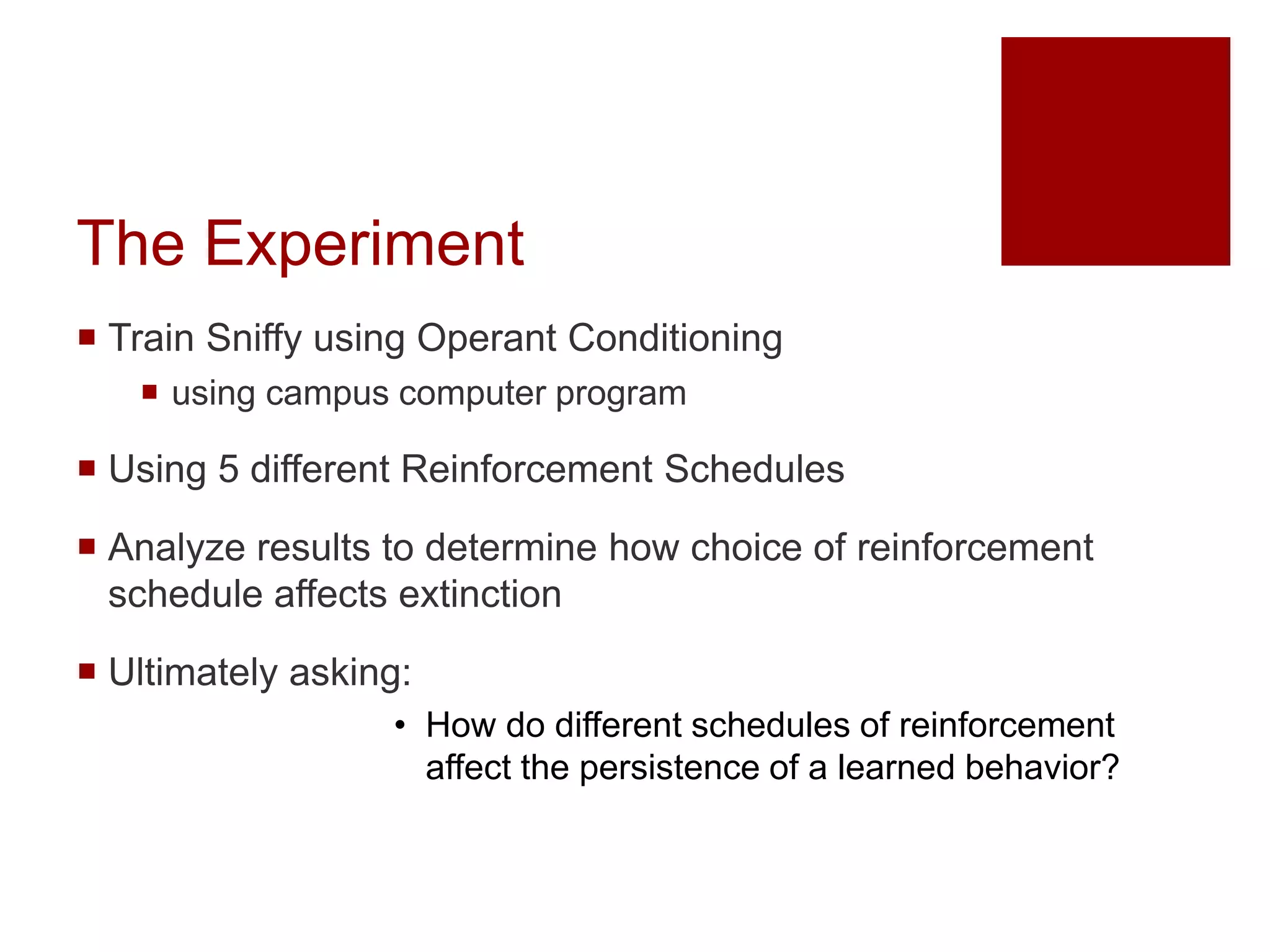 245614330-Sniffy-Final.ppt