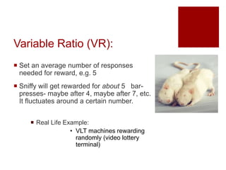 245614330-Sniffy-Final.ppt