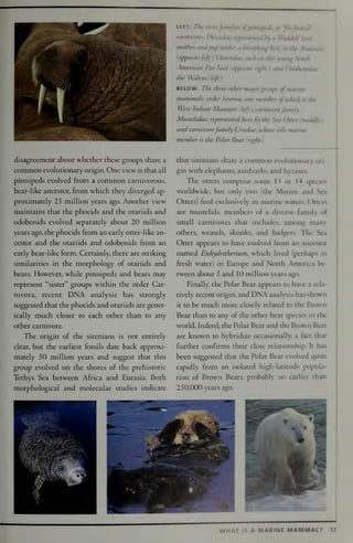 National Audubon Society Guide To Marine Mammals Of The World Randall R ...
