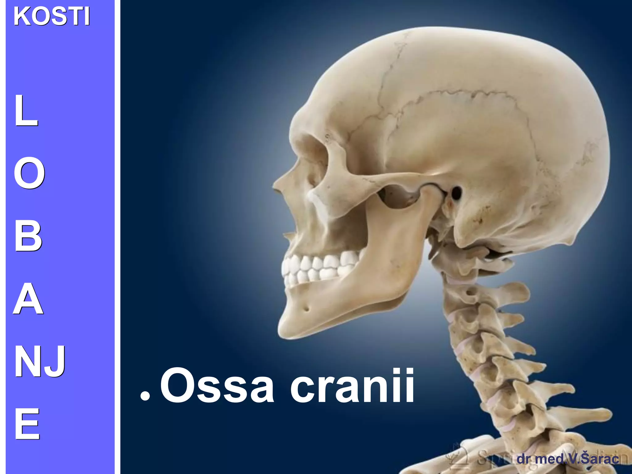 Kosti-lobanje- | PDF