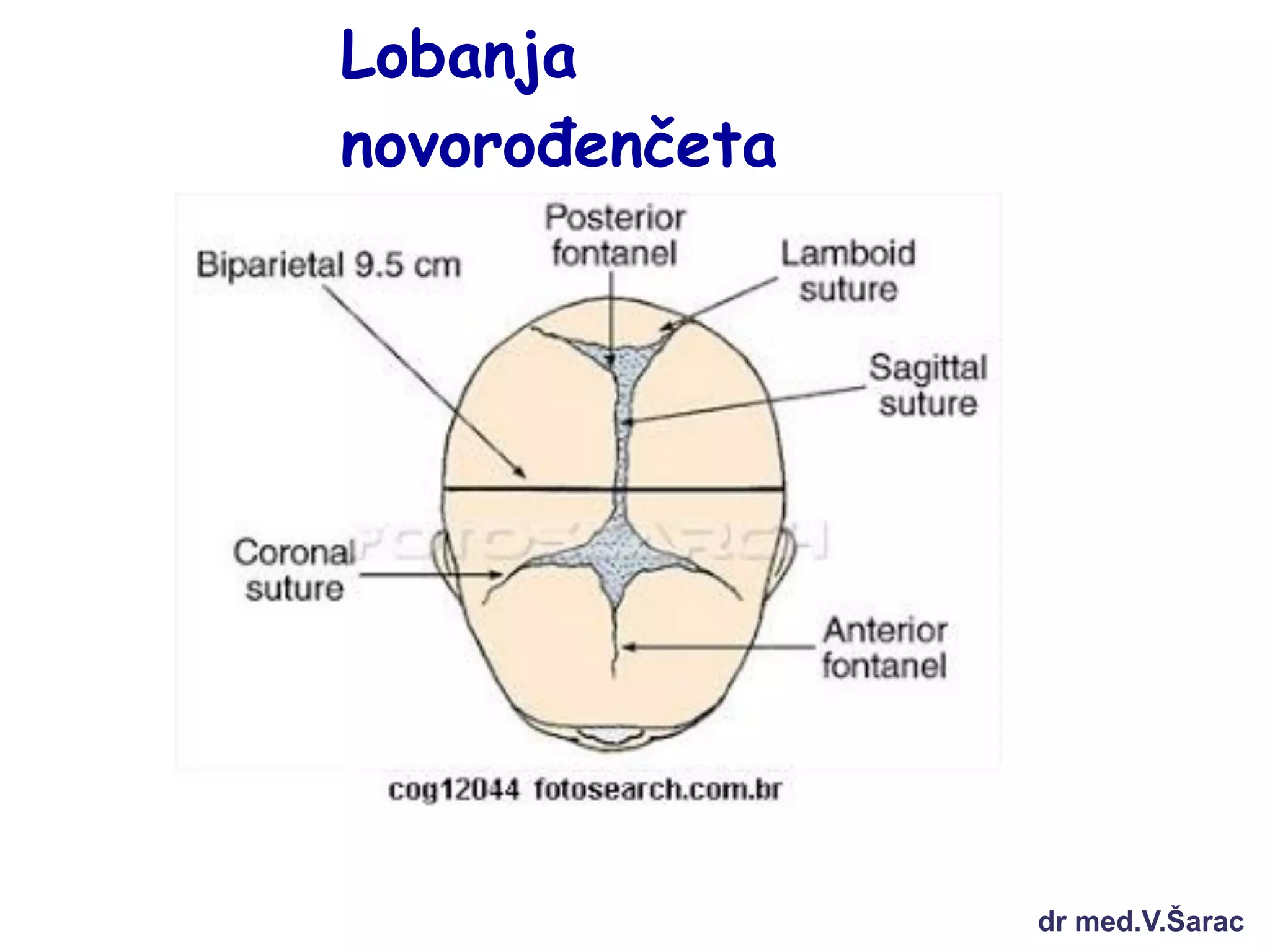 Kosti-lobanje- | PDF
