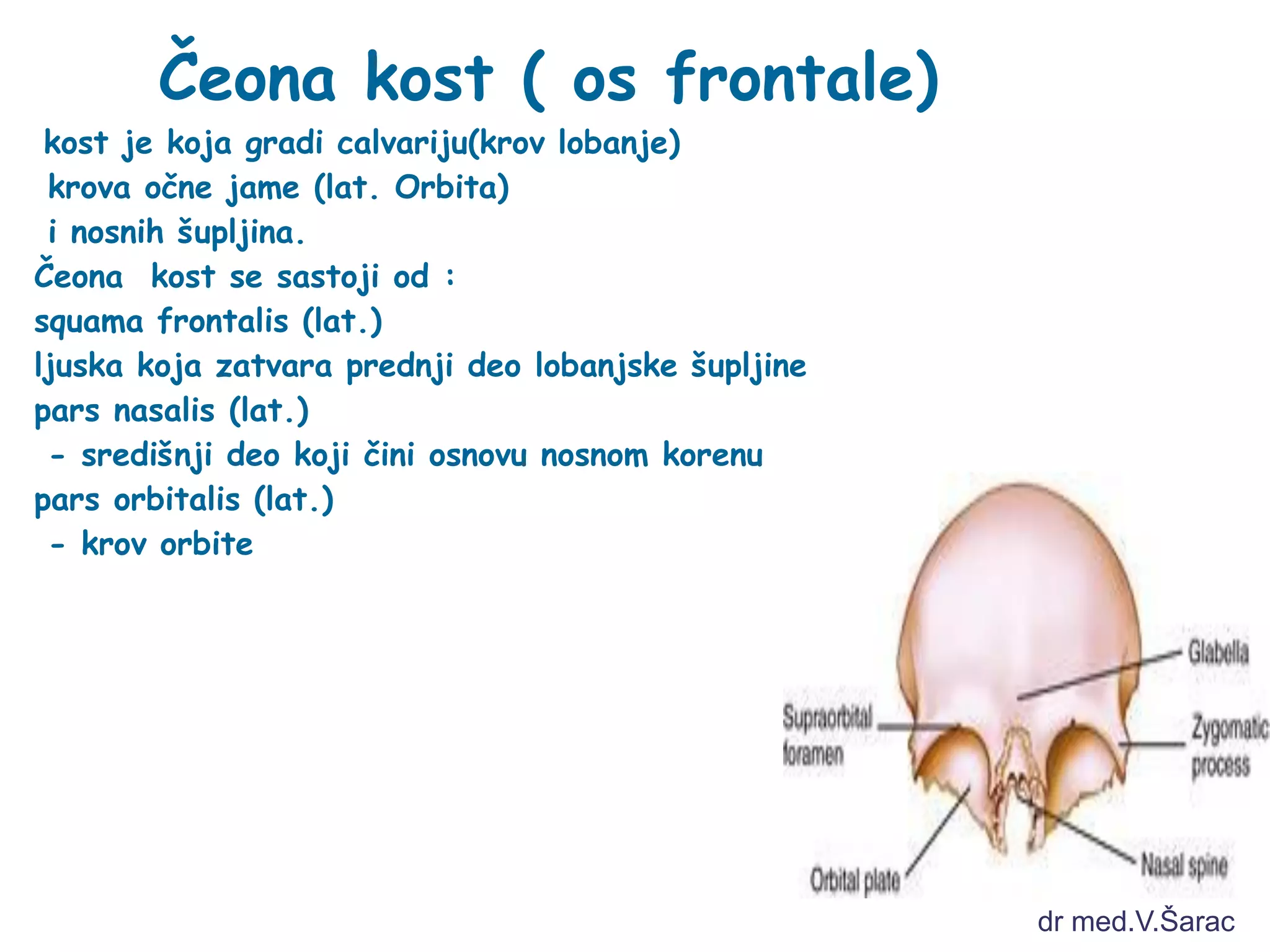 Kosti-lobanje- | PDF