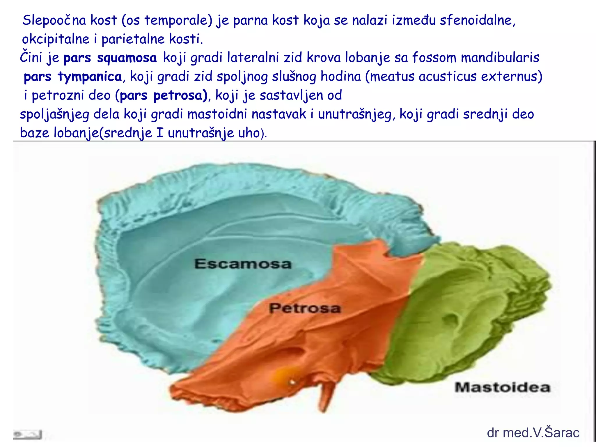Kosti-lobanje- | PDF