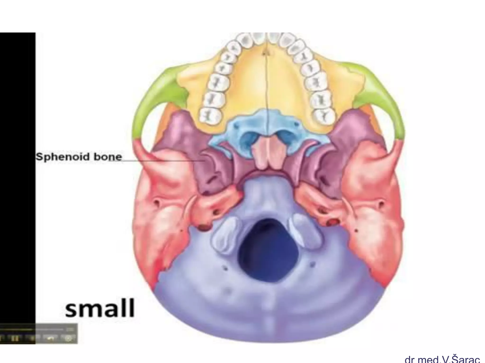Kosti-lobanje- | PDF