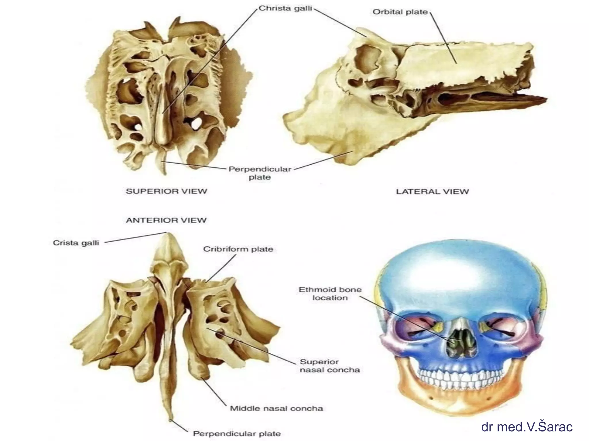 Kosti-lobanje- | PDF