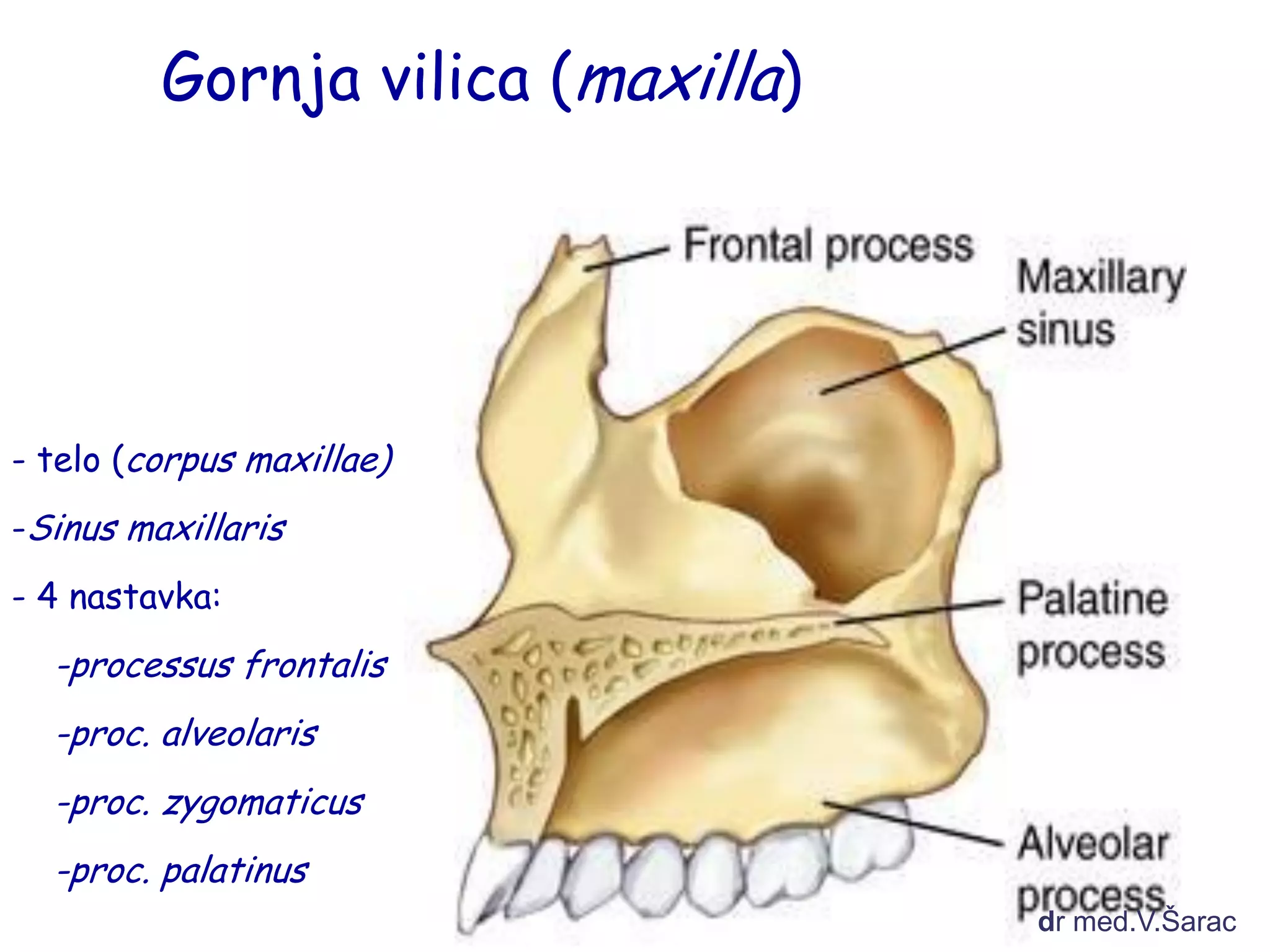 Kosti-lobanje- | PDF