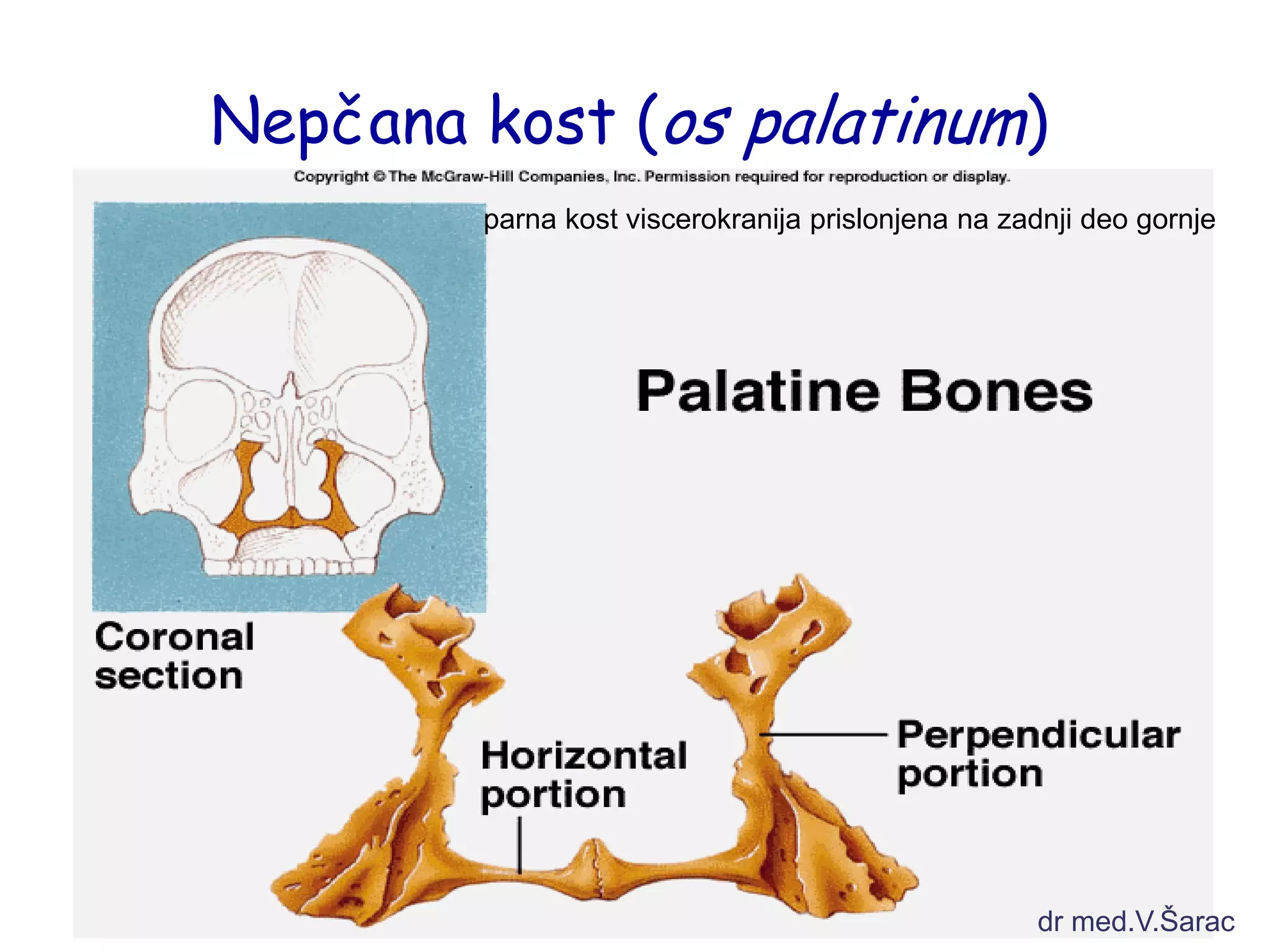 Kosti-lobanje- | PDF