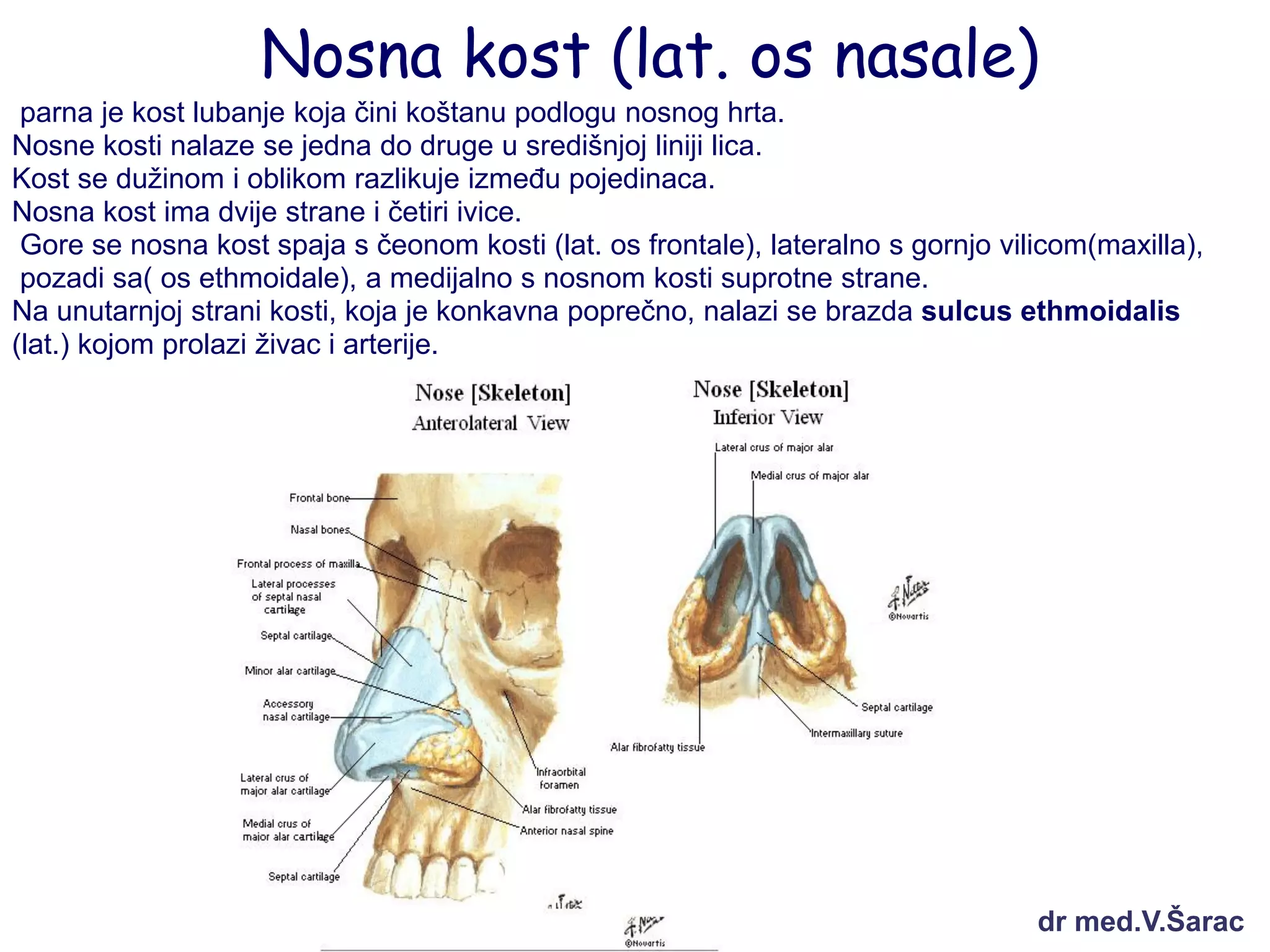 Kosti-lobanje- | PDF