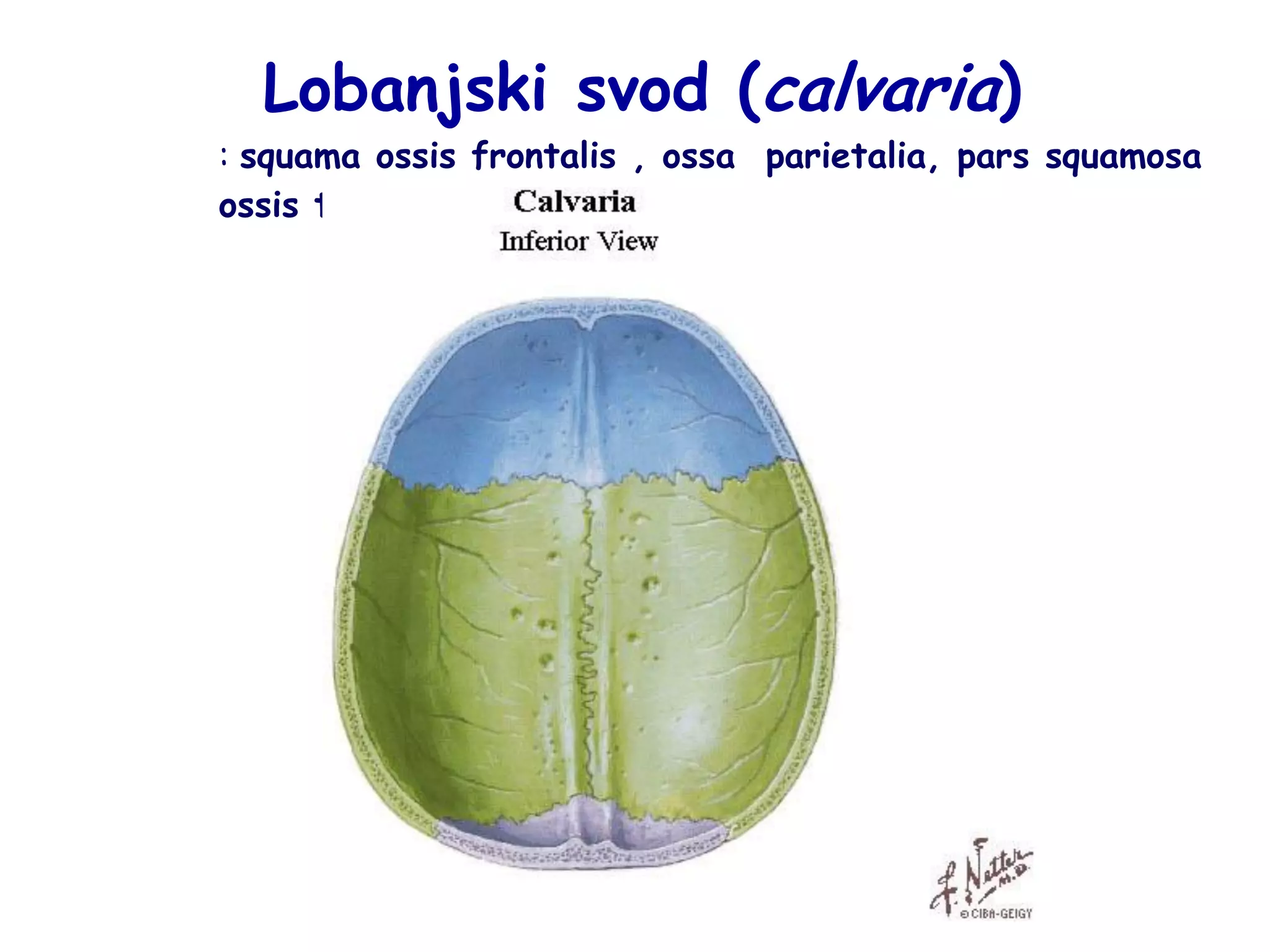 Kosti-lobanje- | PDF