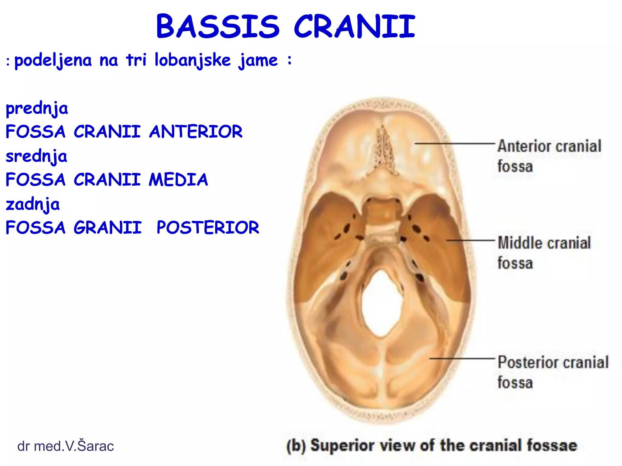 Kosti-lobanje- | PDF