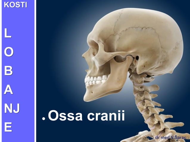 Kosti-lobanje- | PDF
