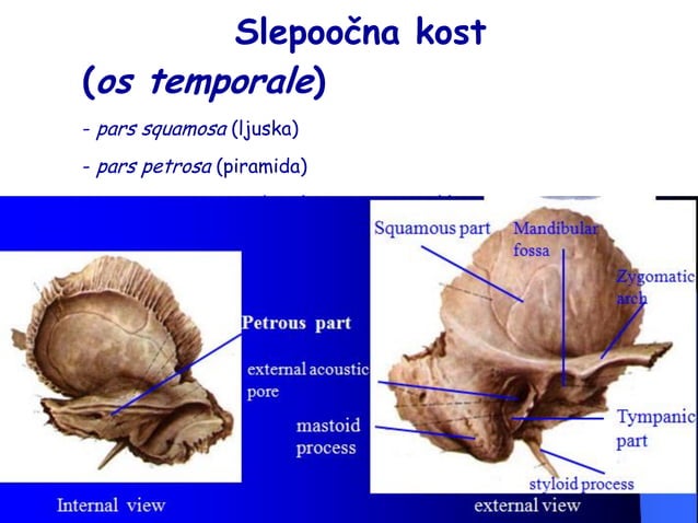 Kosti-lobanje- | PDF