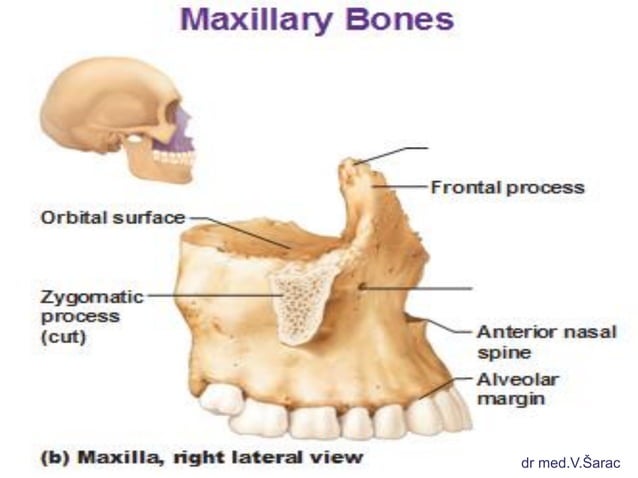 Kosti-lobanje- | PDF
