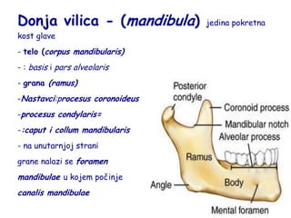 Kosti-lobanje- | PDF