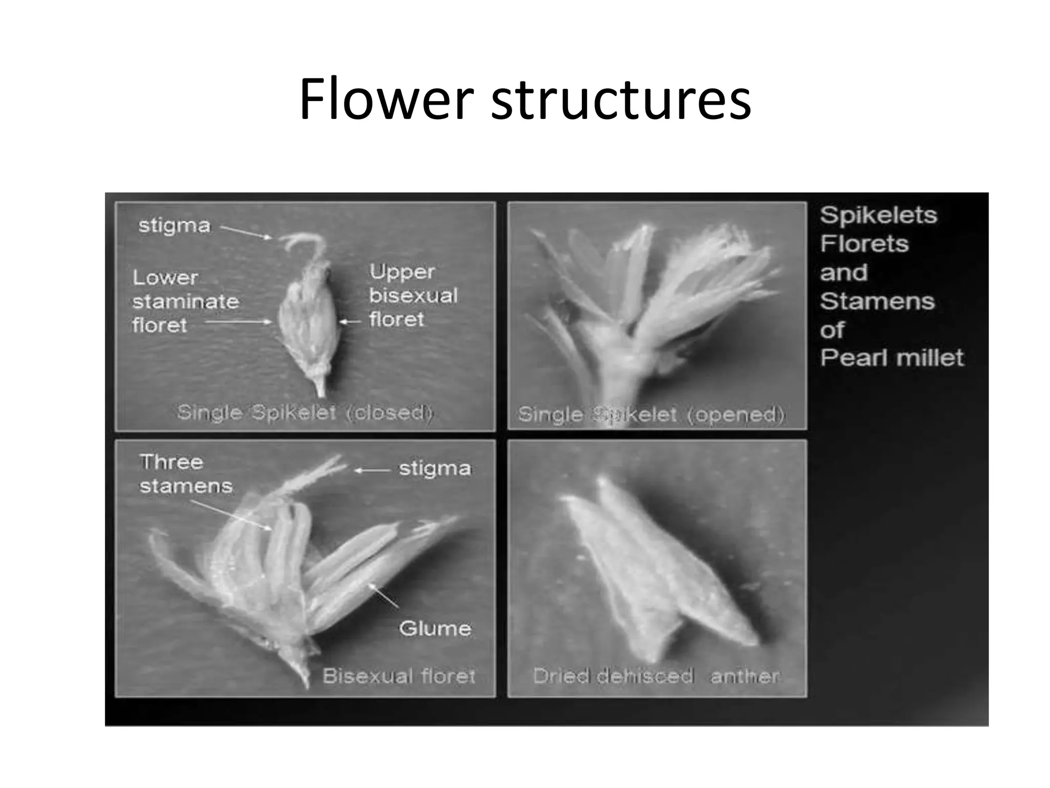 Inflorescence, Flower, Flower structures, Mode of Pollination, Seed ...