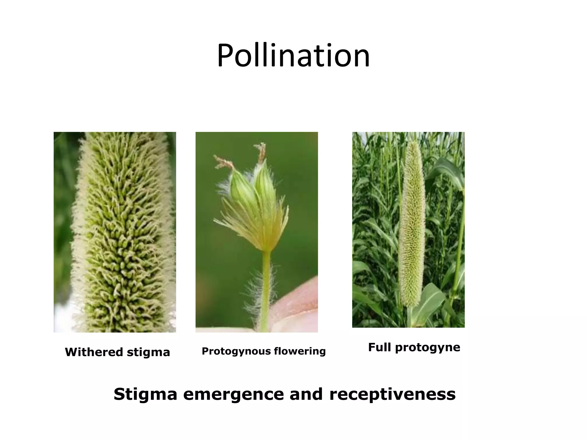 Inflorescence, Flower, Flower structures, Mode of Pollination, Seed ...