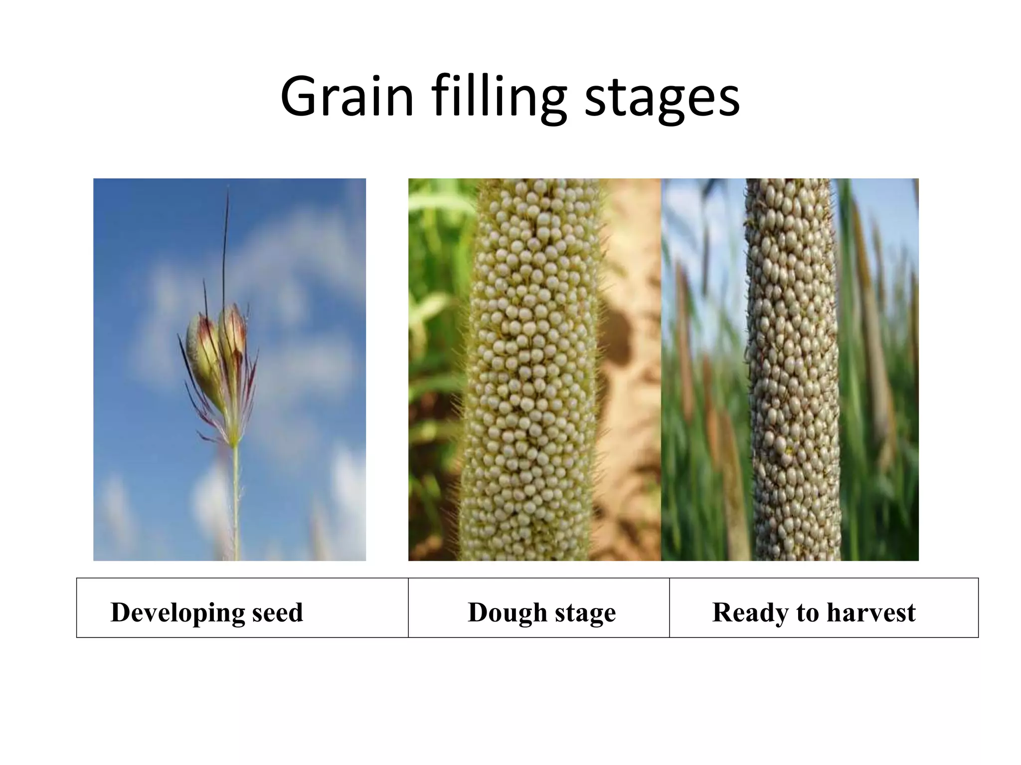 Inflorescence, Flower, Flower structures, Mode of Pollination, Seed ...