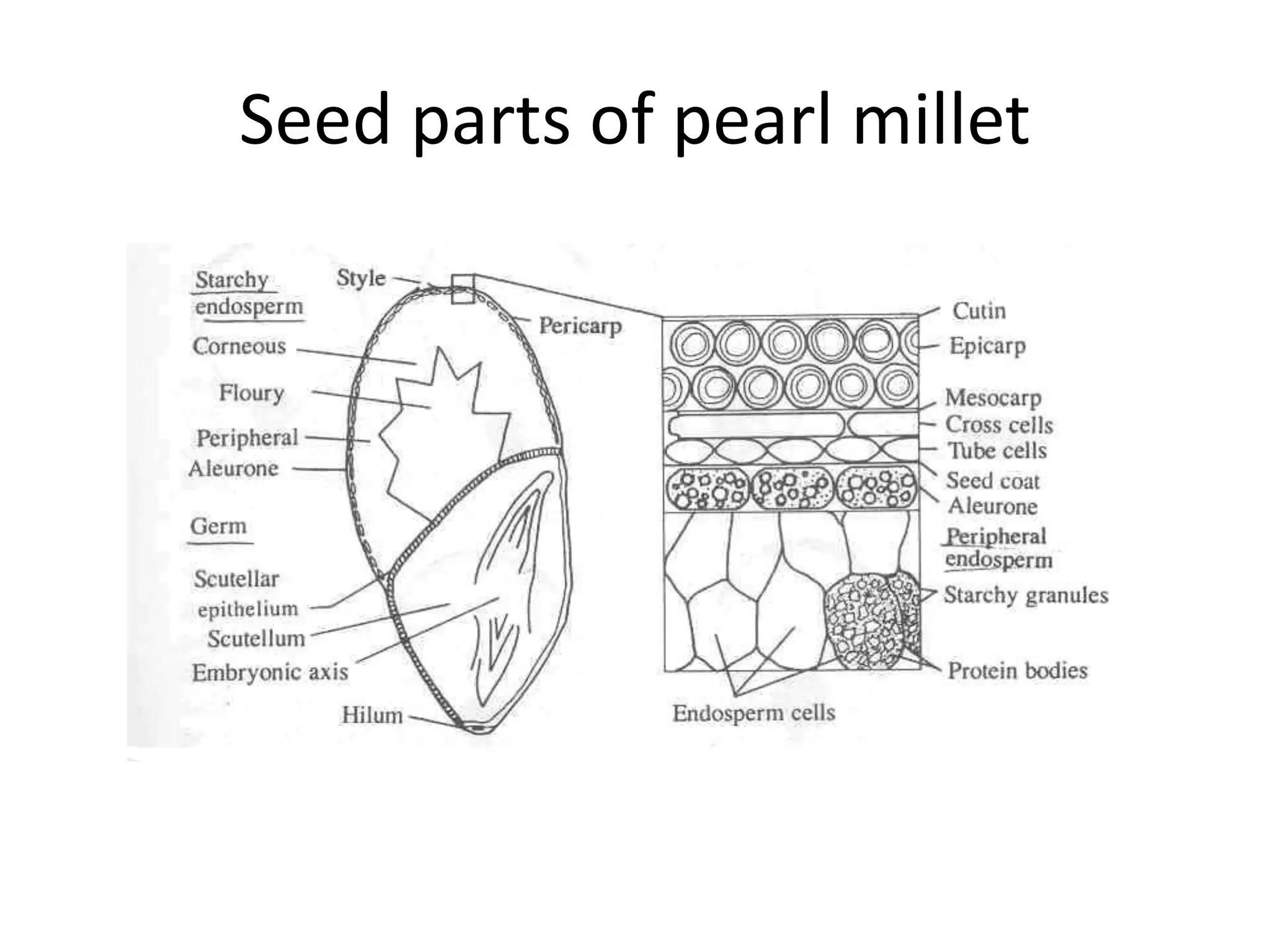 Inflorescence, Flower, Flower structures, Mode of Pollination, Seed ...