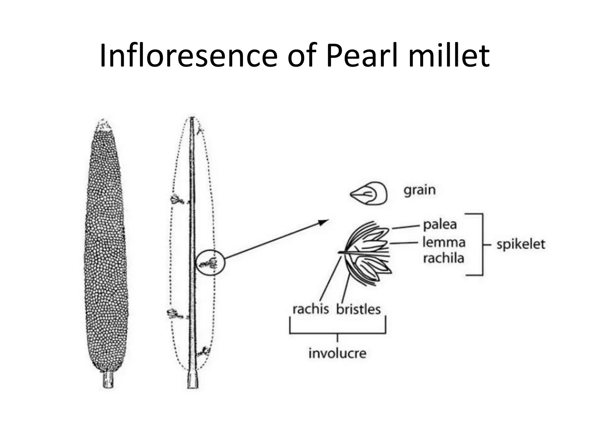 Inflorescence, Flower, Flower structures, Mode of Pollination, Seed ...