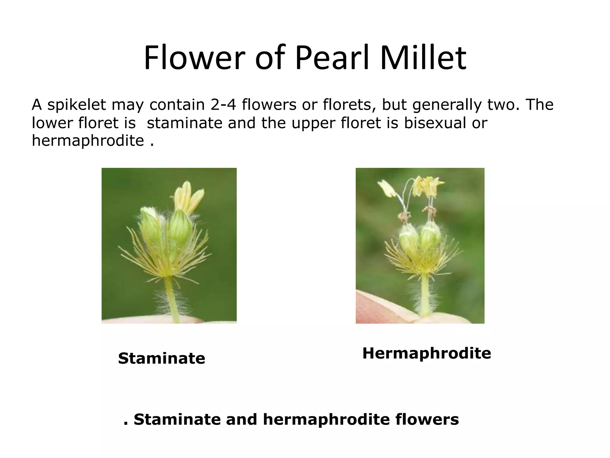 Inflorescence, Flower, Flower structures, Mode of Pollination, Seed ...