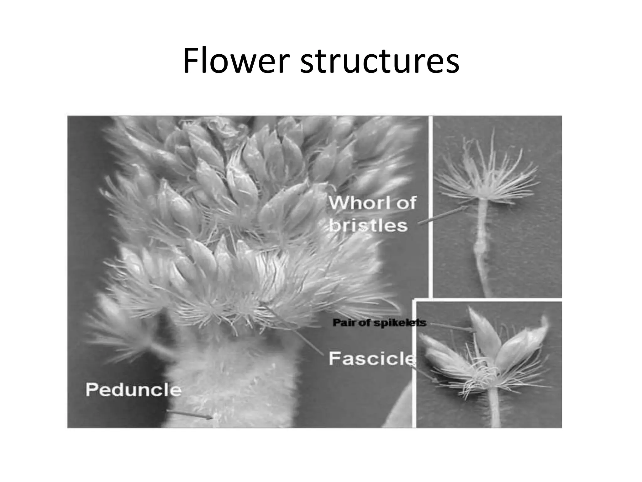 Inflorescence, Flower, Flower structures, Mode of Pollination, Seed ...