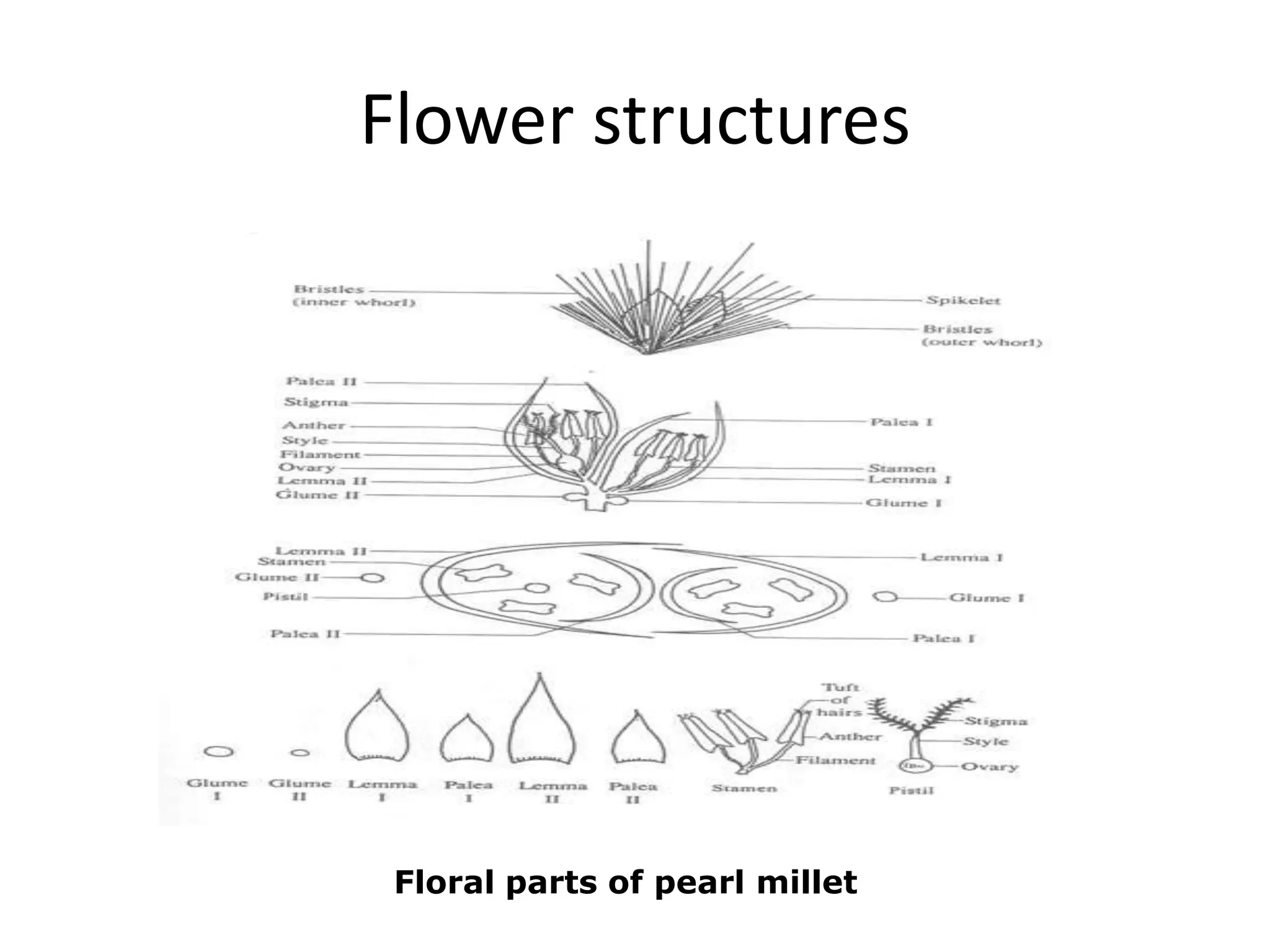 Inflorescence, Flower, Flower structures, Mode of Pollination, Seed ...