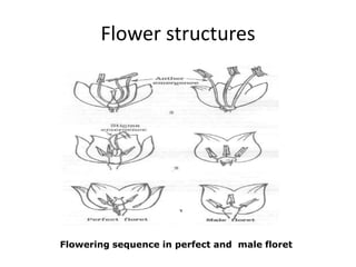 Inflorescence, Flower, Flower structures, Mode of Pollination, Seed ...
