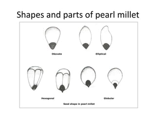 Inflorescence, Flower, Flower structures, Mode of Pollination, Seed ...