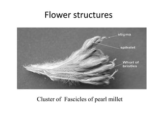 Inflorescence, Flower, Flower structures, Mode of Pollination, Seed ...