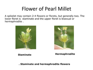 Pearl Millet Plant Diagram