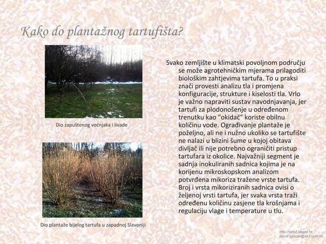 Tartufi – podzemno bogatstvo | PPT