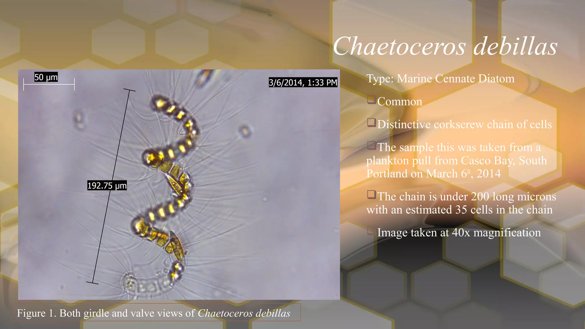 Microalgae Collection and Identification | PPT