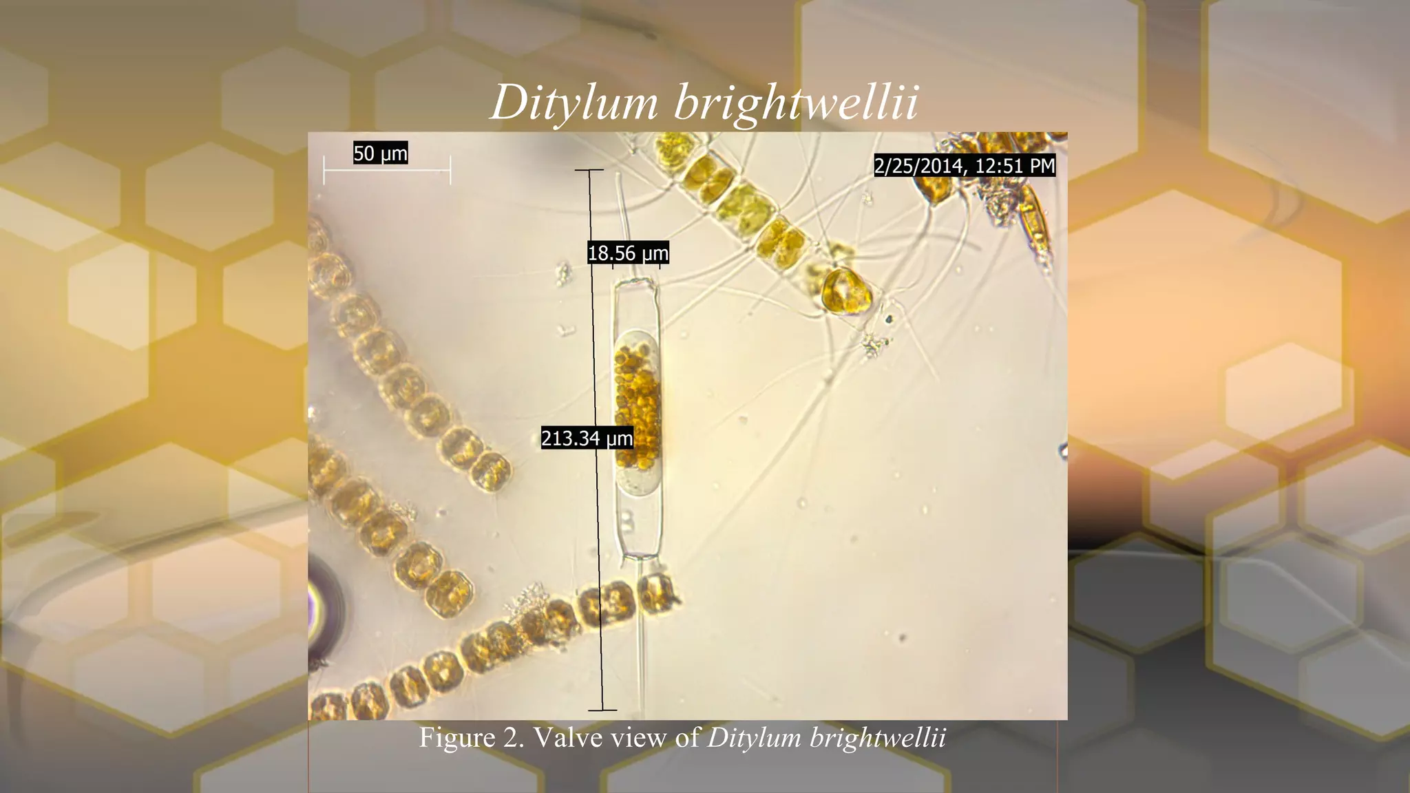 Microalgae Collection and Identification | PPT