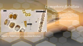 Microalgae Collection and Identification | PPT