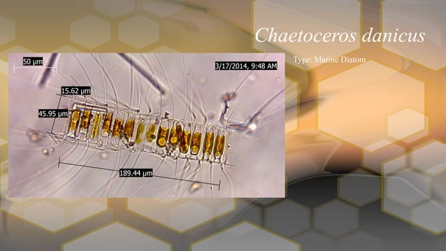 Microalgae Collection and Identification | PPT