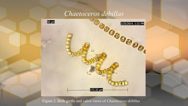 Microalgae Collection and Identification | PPT