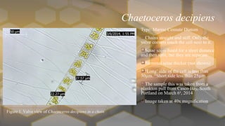 Microalgae Collection and Identification | PPT
