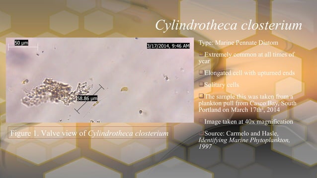 Microalgae Collection and Identification | PPT