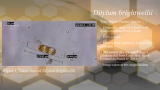 Microalgae Collection and Identification | PPT