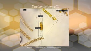 Microalgae Collection and Identification | PPT