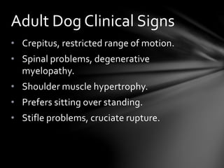 Canine Hip Dysplasia | PPTX
