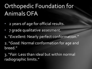 Canine Hip Dysplasia | PPTX