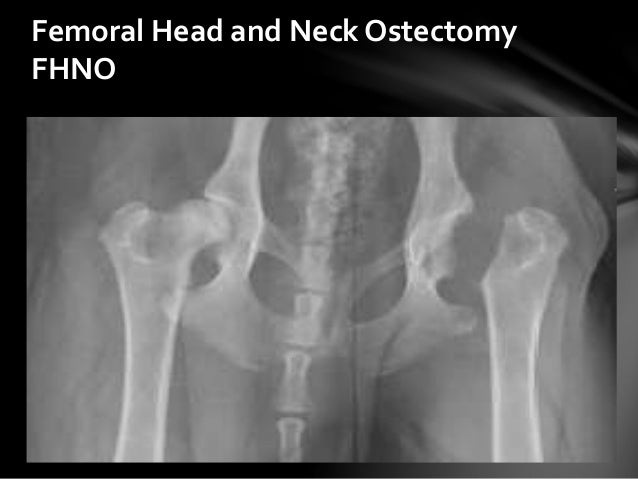 Canine Hip Dysplasia
