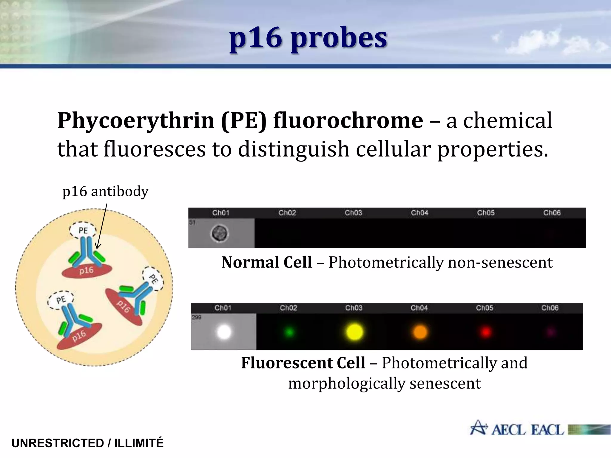 Cellular Senescence Presentation | PPTX